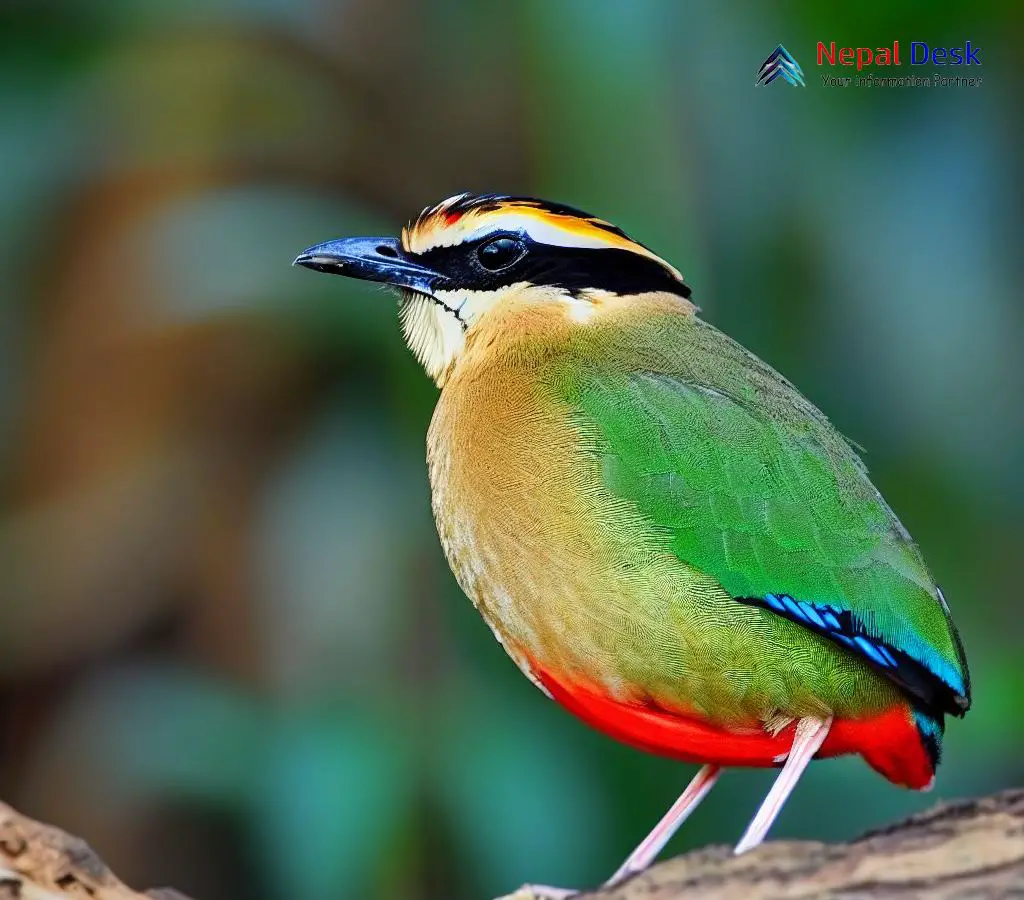 Indian Pitta: The Colorful Maestro of the Undergrowth | Nepal Desk